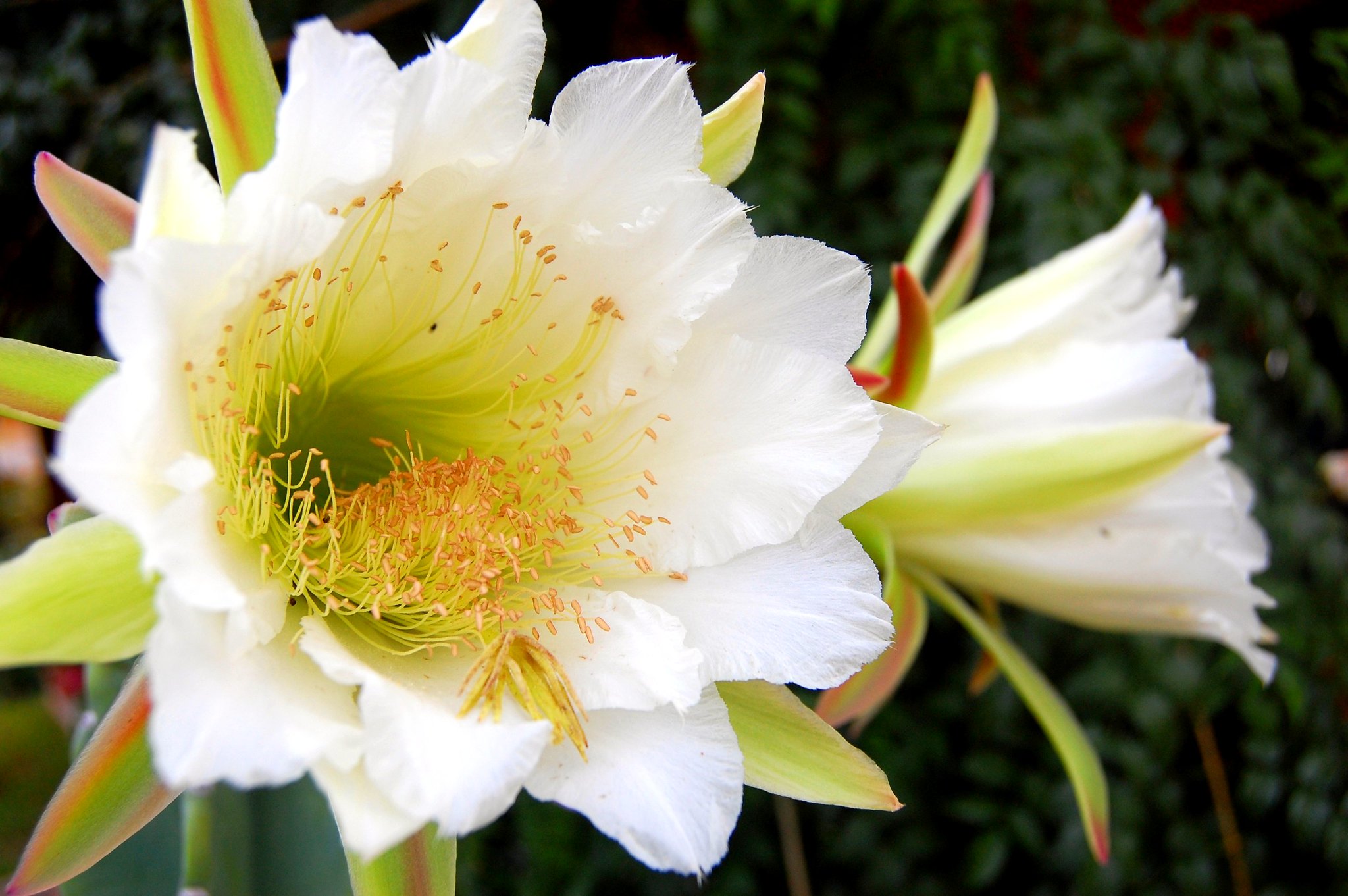 Flor de cacto: conheça os benefícios para a saúde - eCycle
