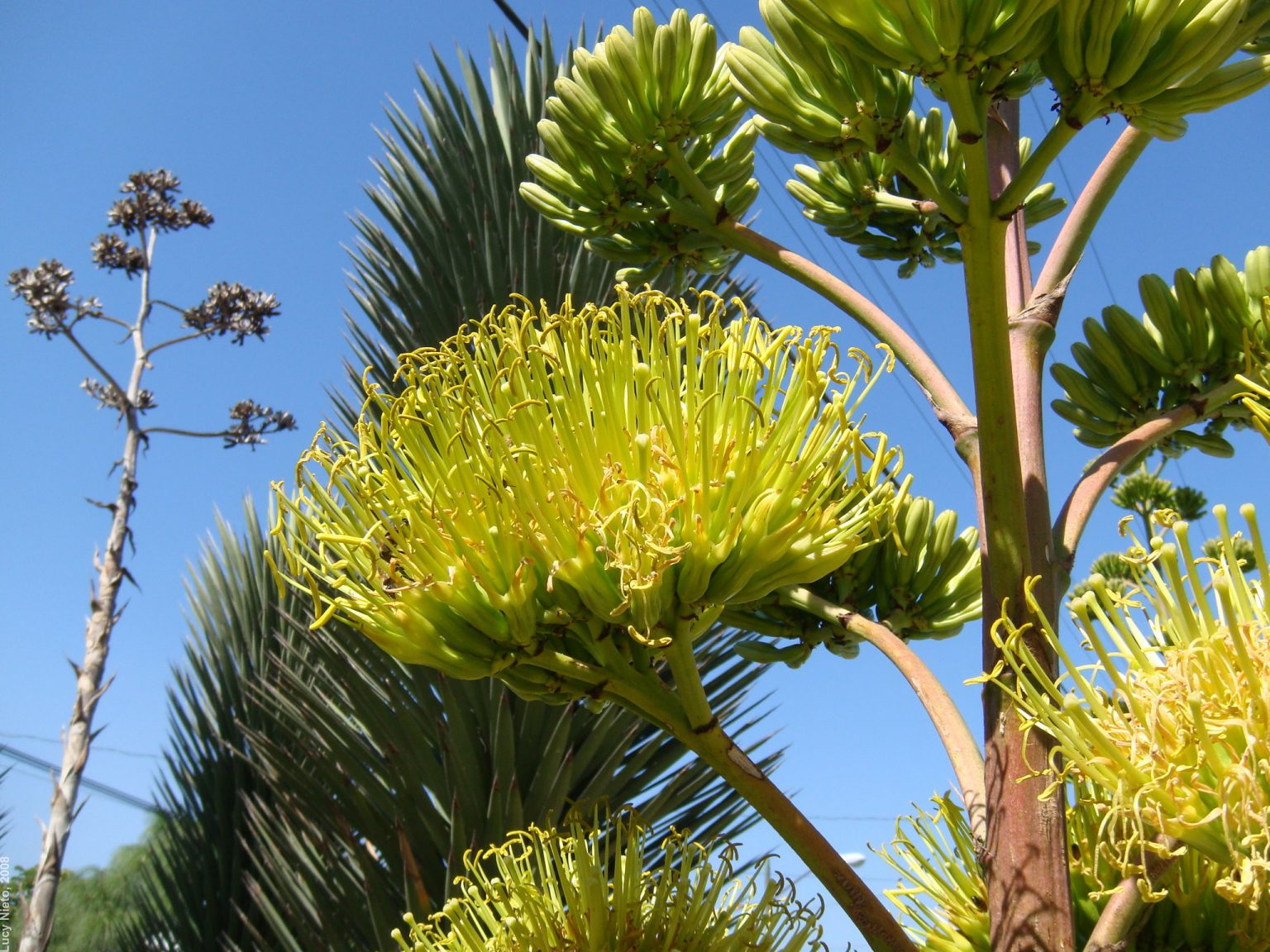 Flor de cacto: conheça os benefícios para a saúde - eCycle