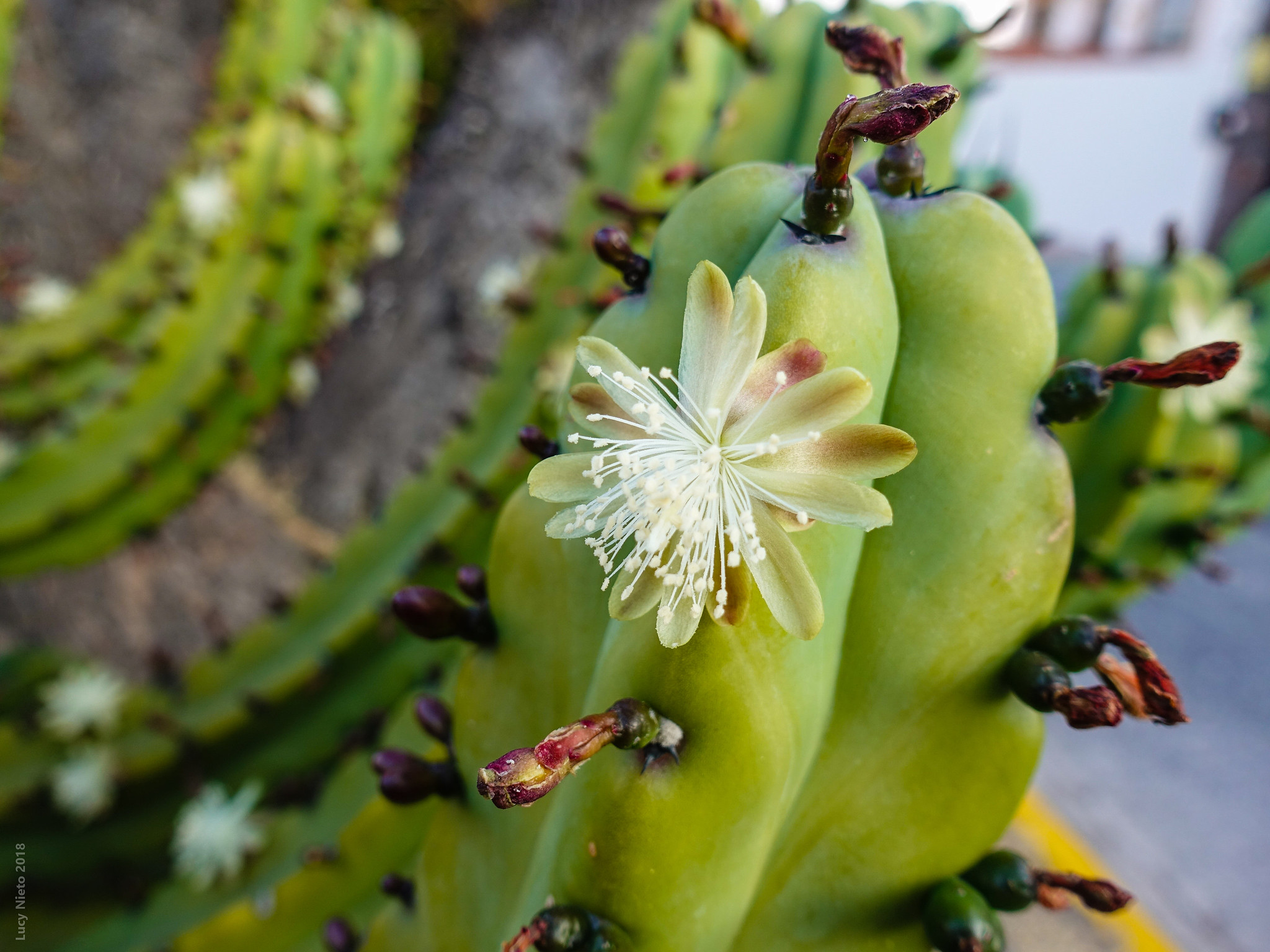 Flor de cacto: conheça os benefícios para a saúde - eCycle