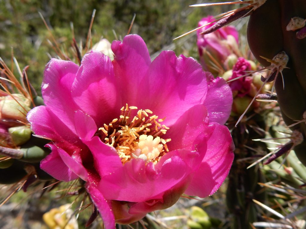 Flor de cacto: conheça os benefícios para a saúde - eCycle