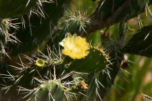 Flor de cacto: conheça os benefícios para a saúde - eCycle