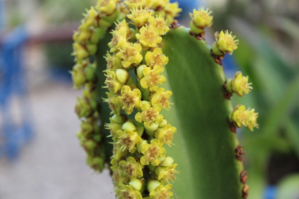 Flor de cacto: conheça os benefícios para a saúde - eCycle