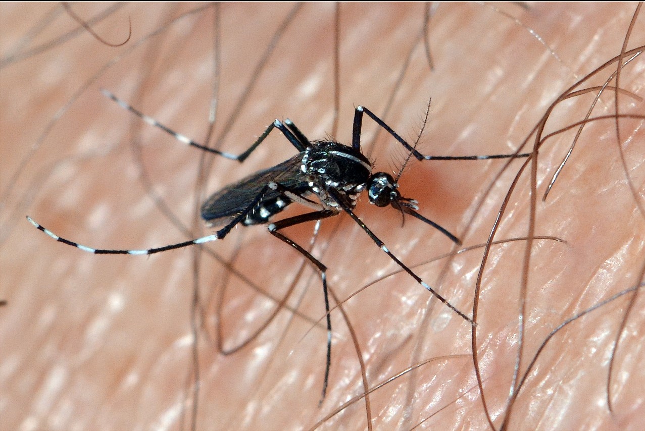 Microclima: o que é, importância e impactos - eCycle