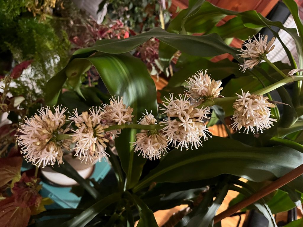 Dracaena fragrans: como cultivar a planta que purifica o ar?
