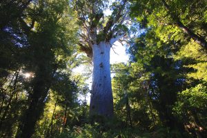 Maori: história e cultura dos indígenas da Nova Zelândia
