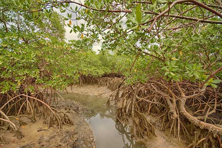Mangue: o que é, características e importância - eCycle