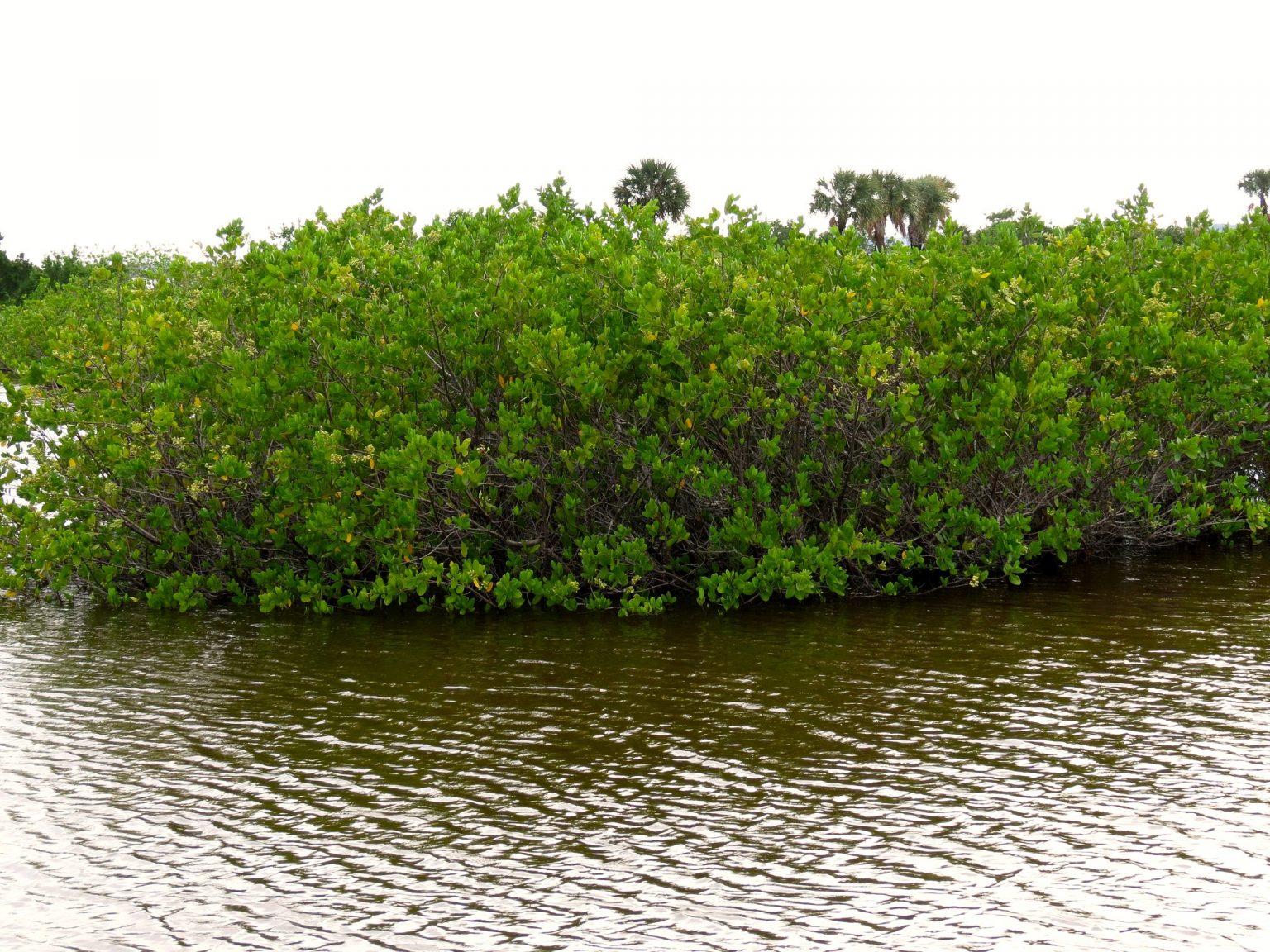 Mangue: o que é, características e importância - eCycle