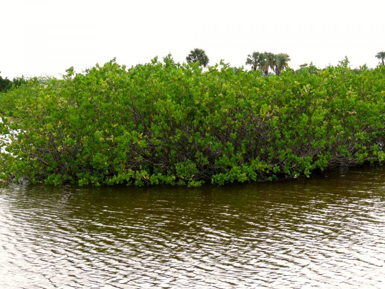 Mangue: o que é, características e importância - eCycle